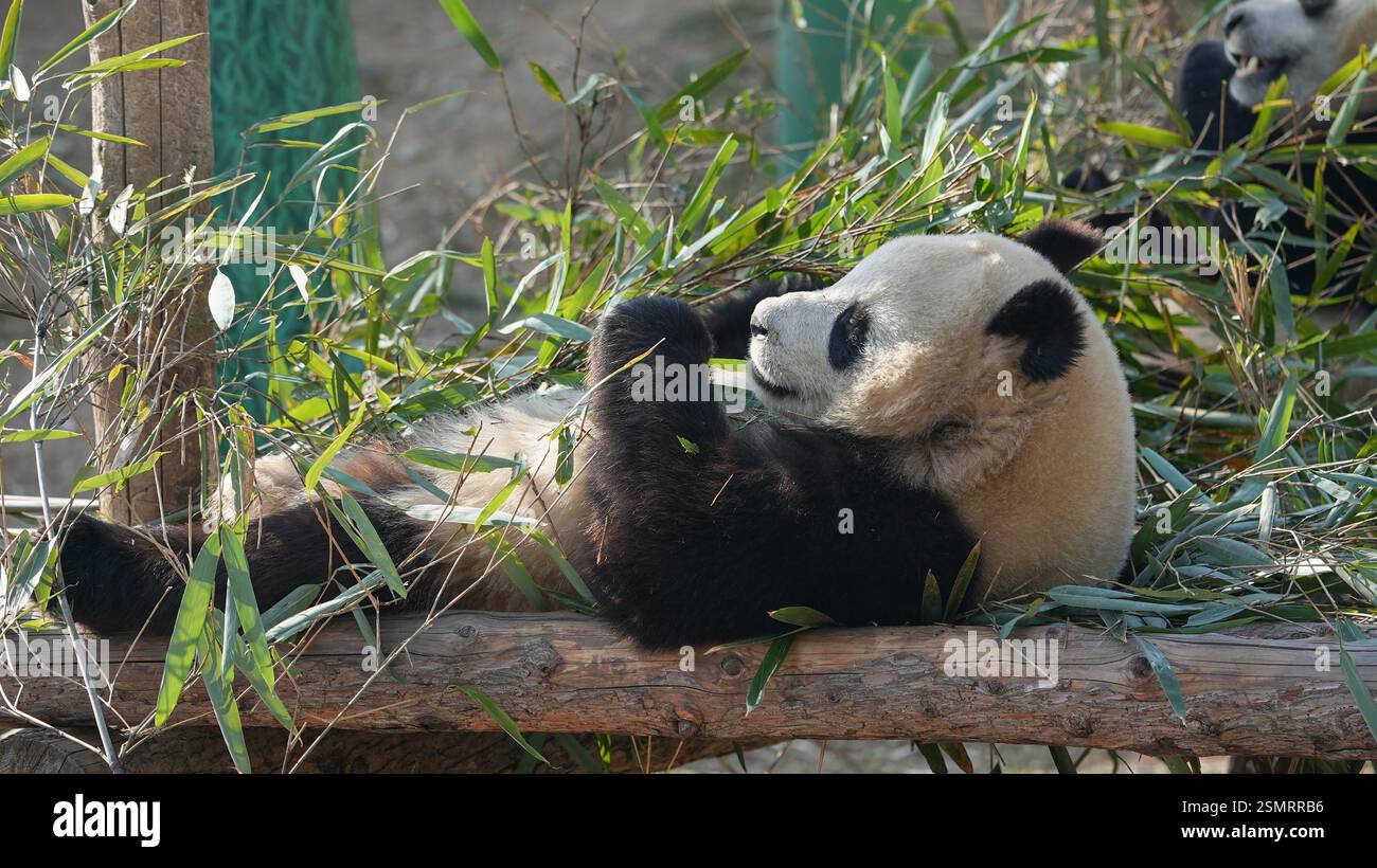 Giant pandas in Xi'an City, northwest China's Shaanxi Province, 9 ...