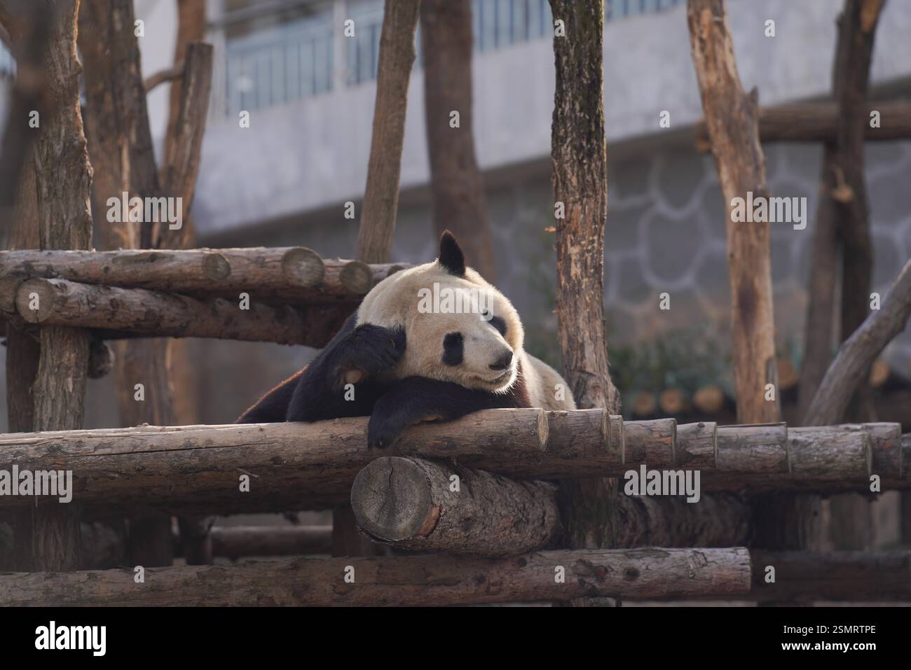 Giant pandas in Xi'an City, northwest China's Shaanxi Province, 9 ...