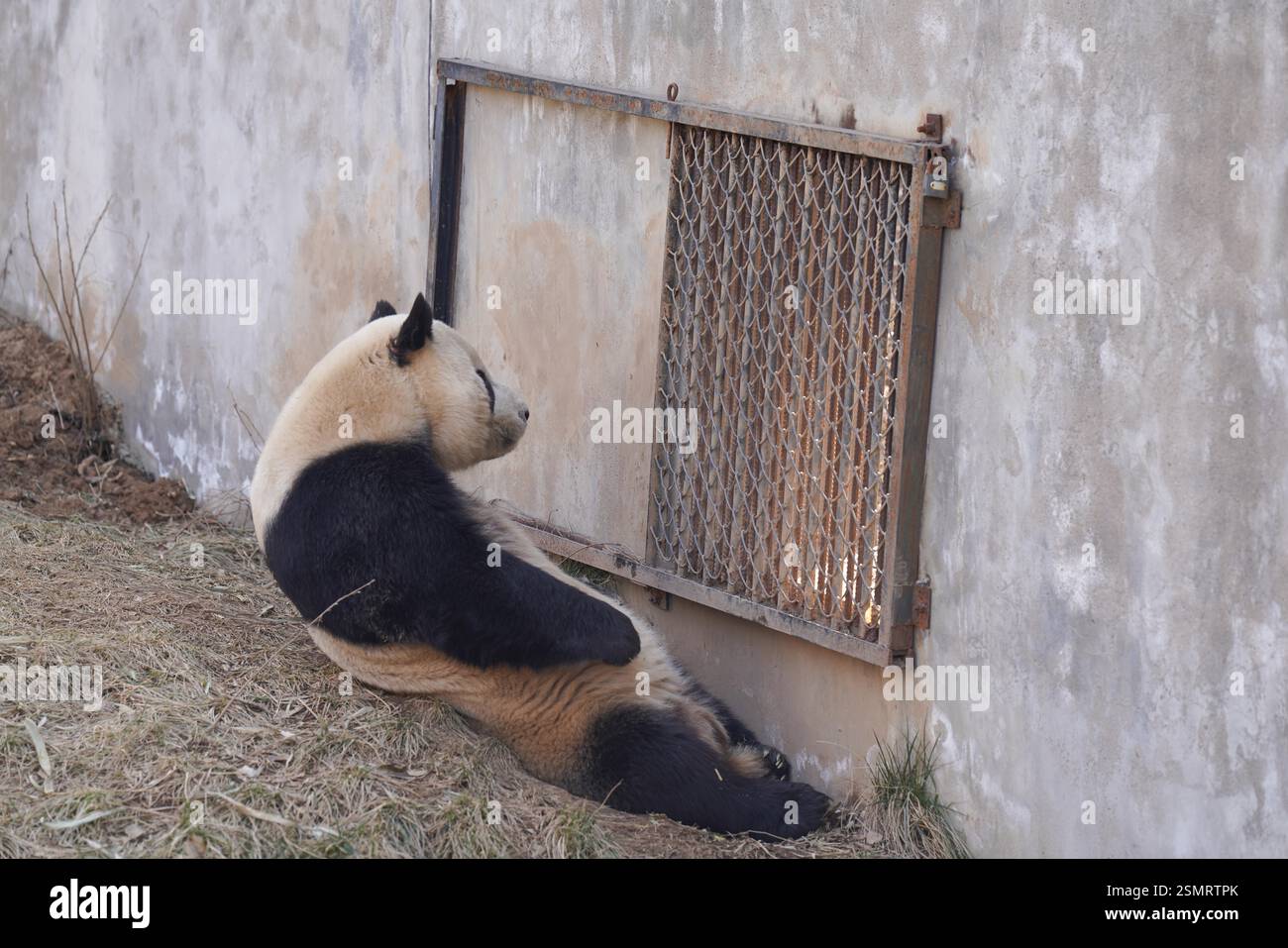 Giant pandas in Xi'an City, northwest China's Shaanxi Province, 9 ...