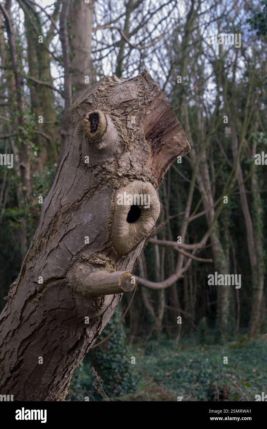 Abstract tree trunk with what looks like a strange face Stock Photo - Alamy