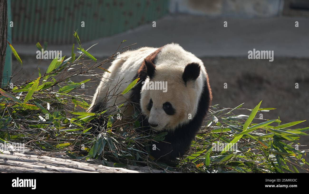 Giant pandas in Xi'an City, northwest China's Shaanxi Province, 9 ...
