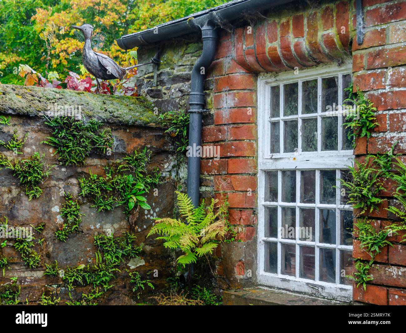 Metal duck sitting on a garden wall with ferns growing from the ...