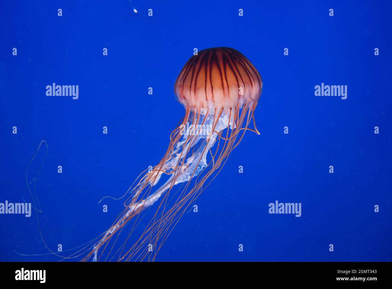 Blue jellyfish swimming underwater hi-res stock photography and images ...