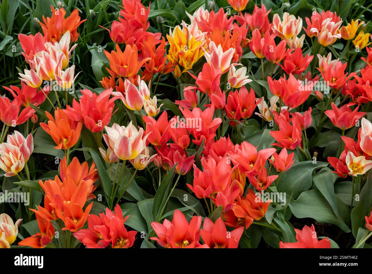 Tulip called Fun Colours mix. Glorious mix consists of the tulip ...