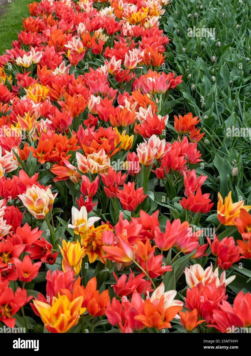 Tulip called Fun Colours mix. Glorious mix consists of the tulip ...