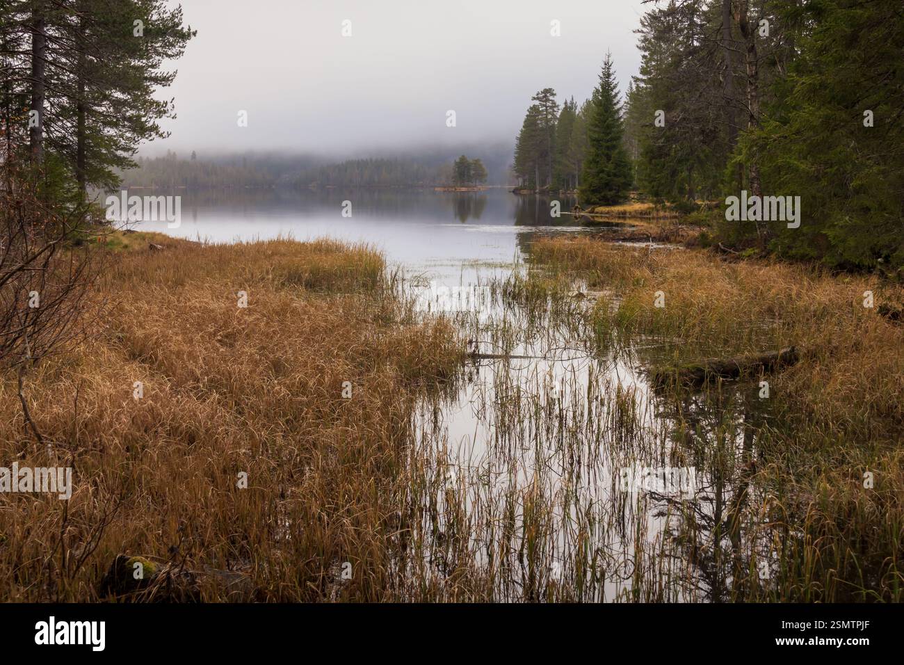 Late autumn by the water’s edge—tall golden grasses fade into the marsh ...