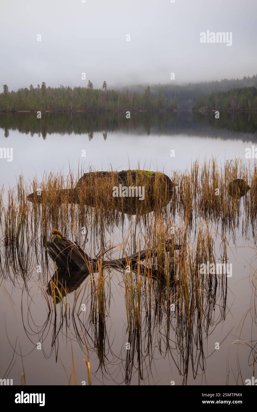 Late autumn by the water’s edge—tall golden grasses fade into the marsh ...