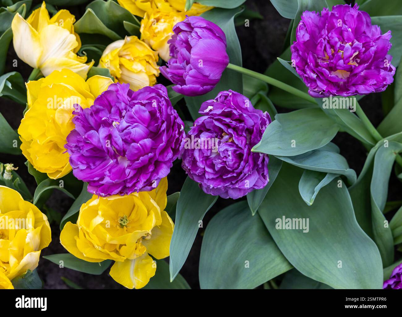 Tulip called Duoble flag, Double Early group. Tulips are divided into ...