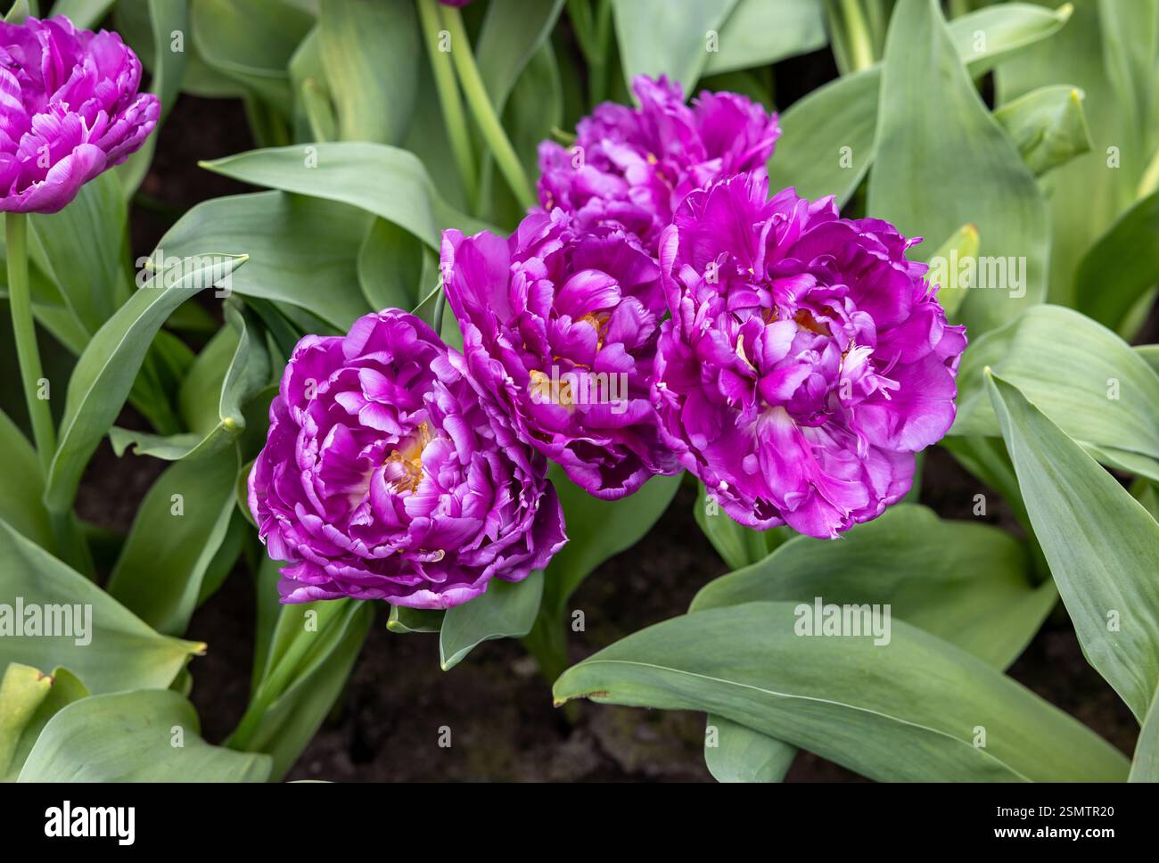 Tulip called Duoble flag, Double Early group. Tulips are divided into ...