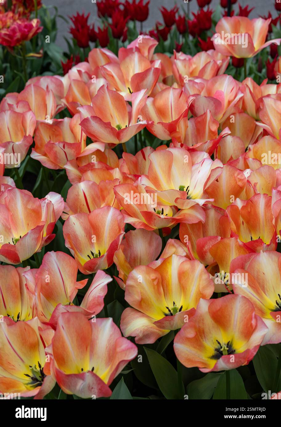 Tulip called Spryng Sunrise. Triumph group. Tulips are divided into ...
