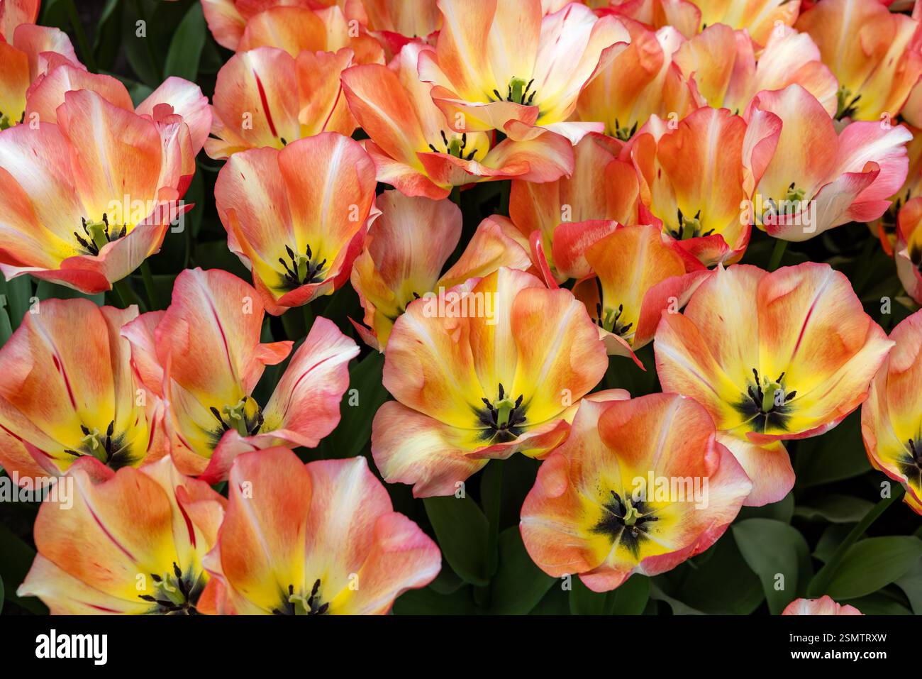 Tulip called Spryng Sunrise. Triumph group. Tulips are divided into ...