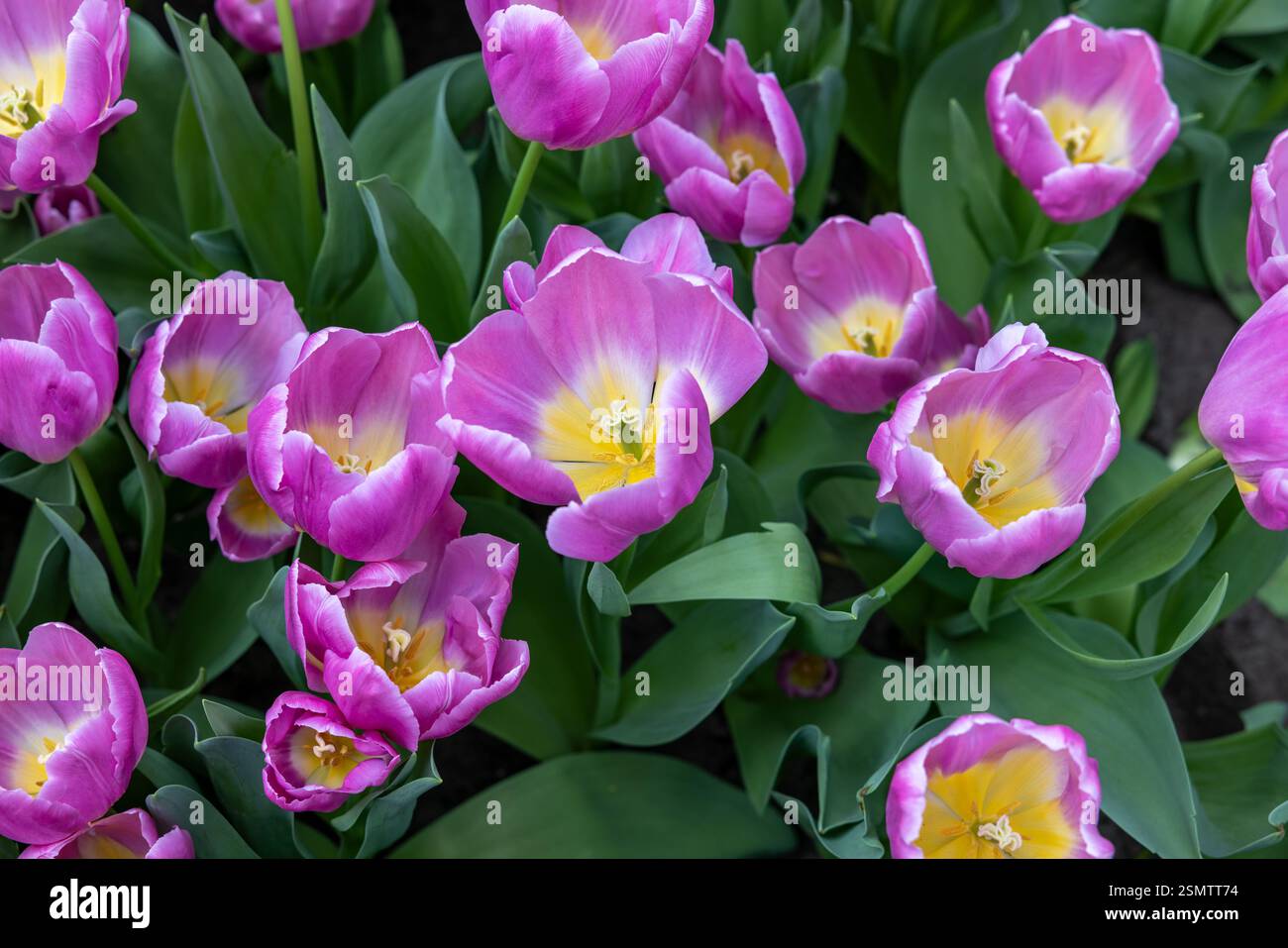 Purple tulip called Dreamcloud. Triumph group. Tulips are divided into ...