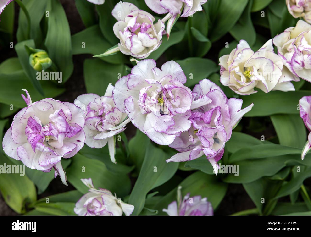 Tulip called Shirley Double. Double late group. Tulips are divided into ...