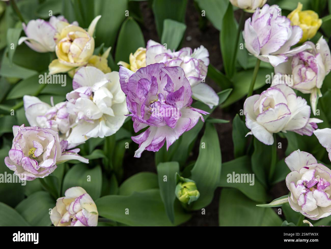 Tulip called Shirley Double. Double late group. Tulips are divided into ...