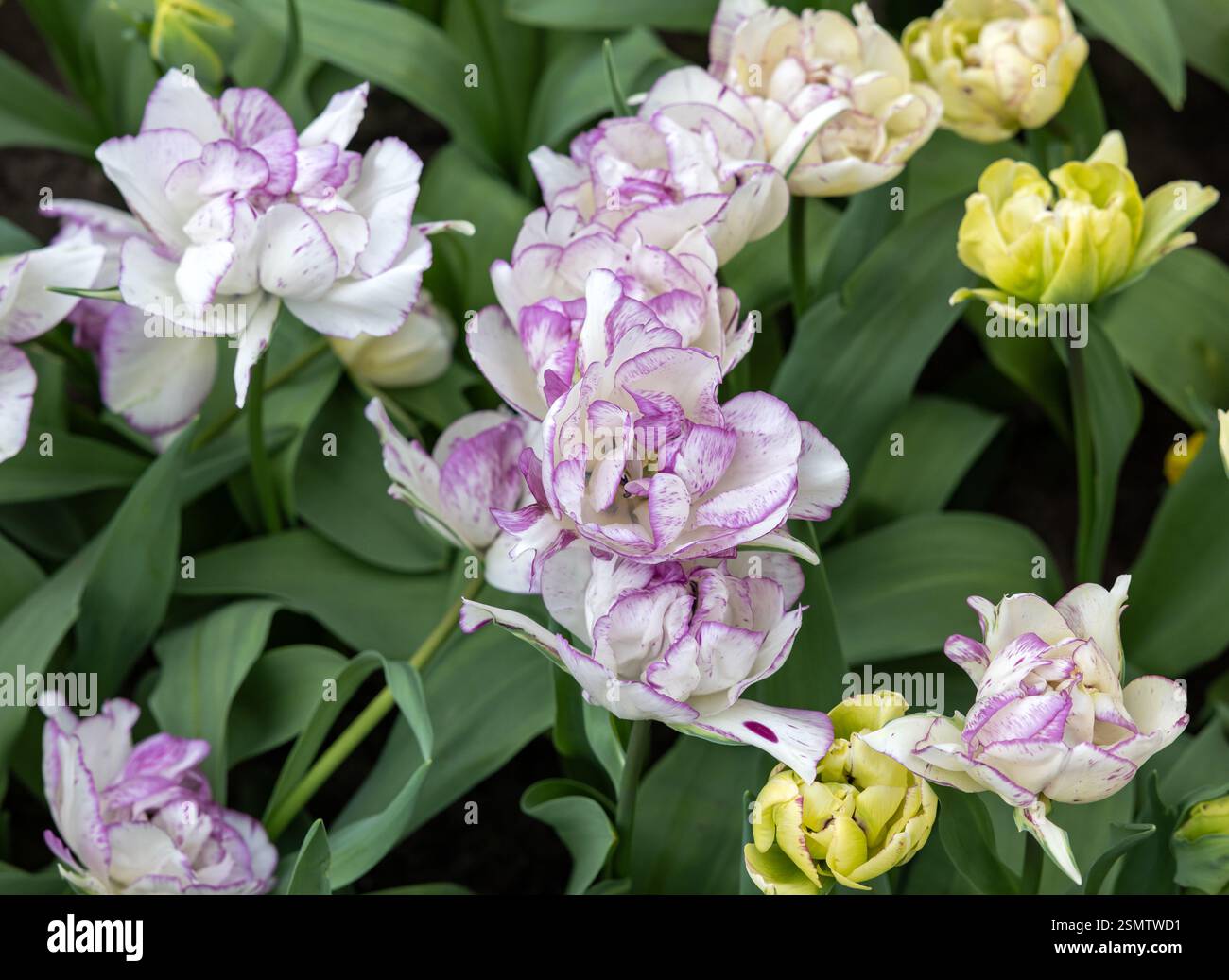 Tulip called Shirley Double. Double late group. Tulips are divided into ...