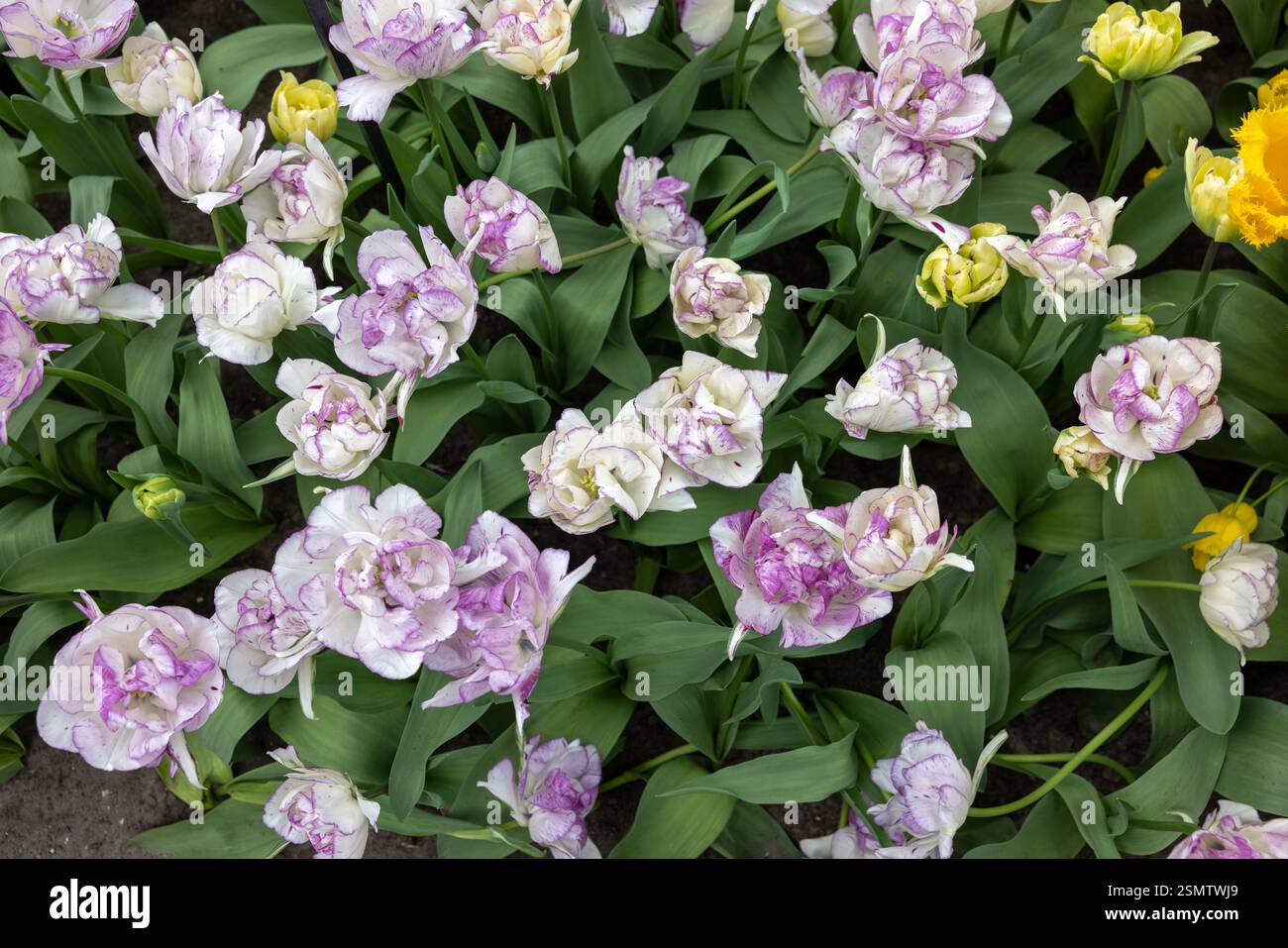 Tulip called Shirley Double. Double late group. Tulips are divided into ...