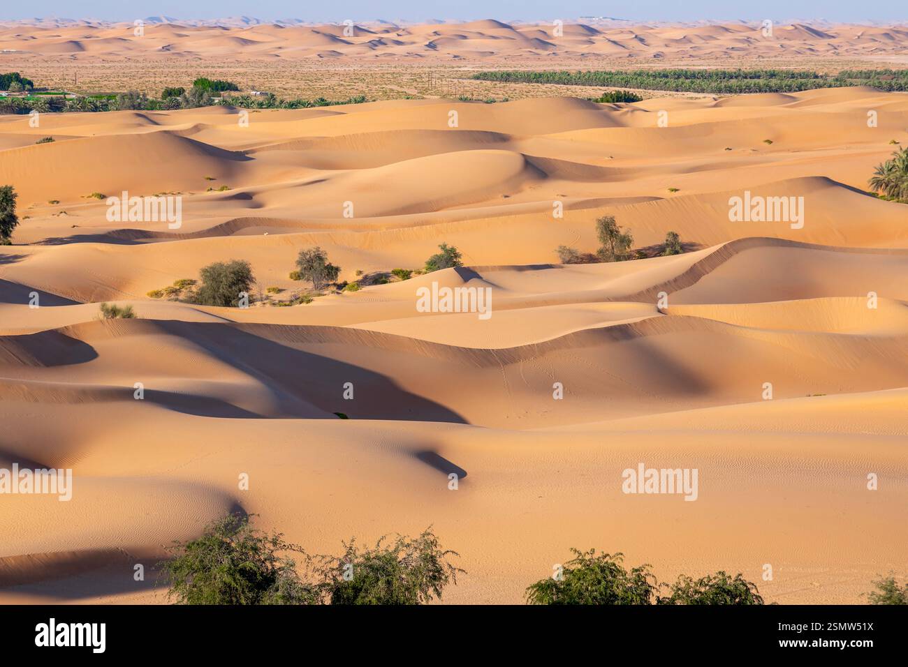 Desert landscape with dunes, palm trees and gazelle, United Arab ...
