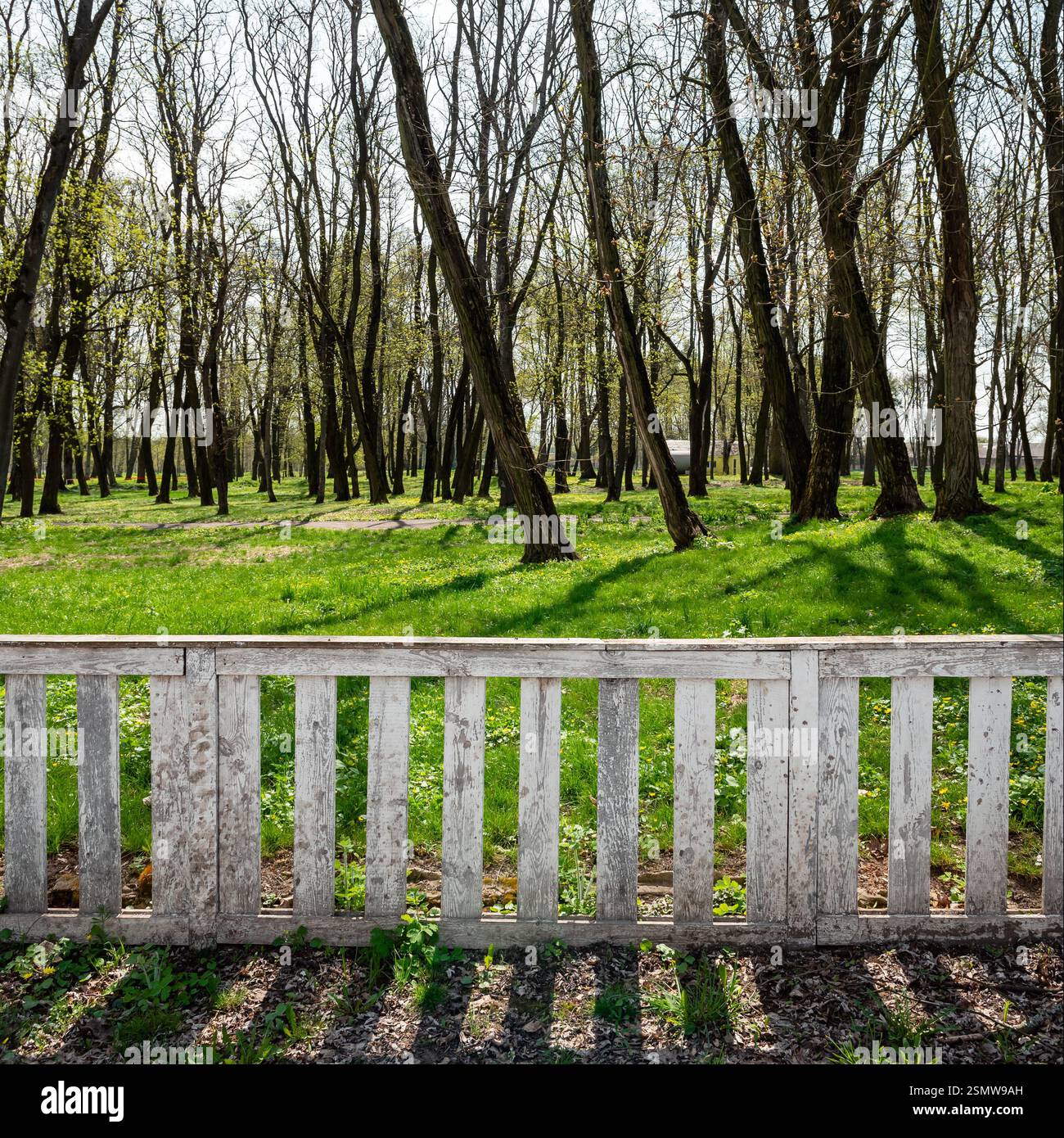 White wooden fence in the park. Springtime in countryside: fresh green ...