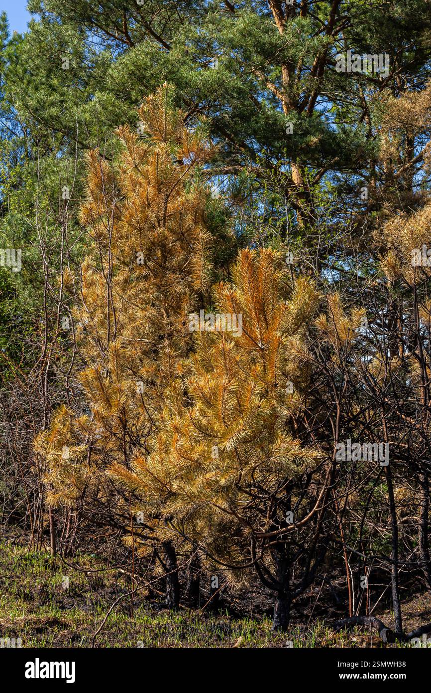 Yellowing trees stand amidst charred vegetation, showcasing the ...