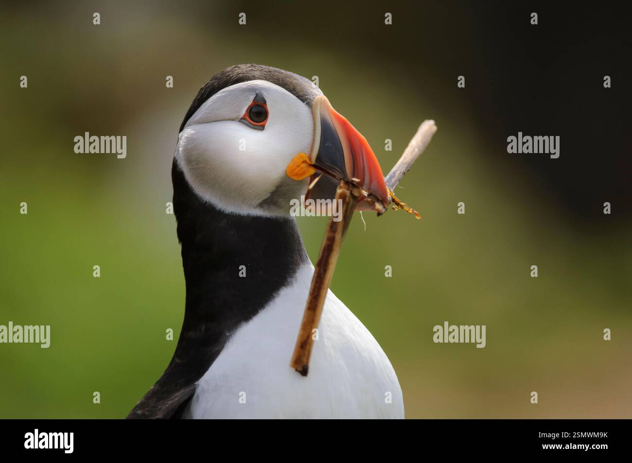 Atlantic puffin Fratercula arctica, with nesting material ...