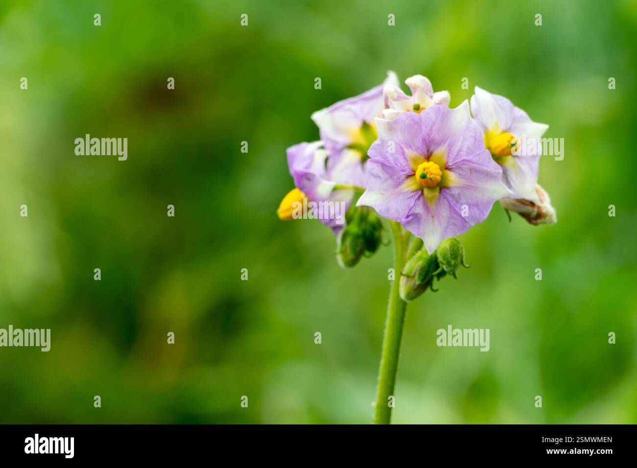 Vibrant purple and yellow flowers emerge from a healthy potato plant in ...