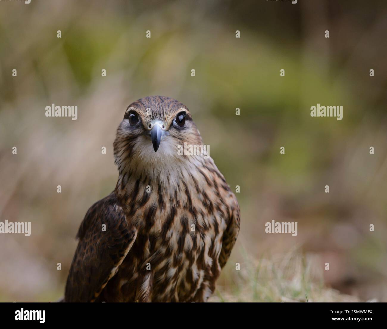 Merlin Falco columbarius, immature, captive bird, Northumberland ...