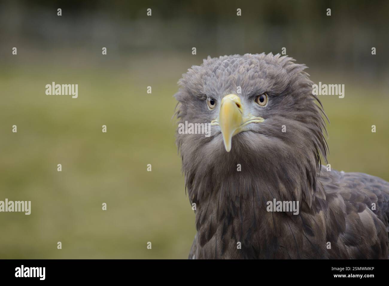 Female sea eagle uk hi-res stock photography and images - Alamy