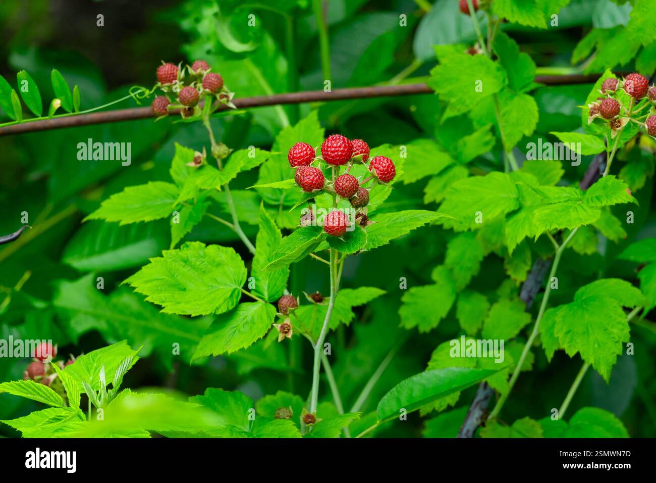 Clusters of ripe raspberries in bright red contrast with vibrant green ...