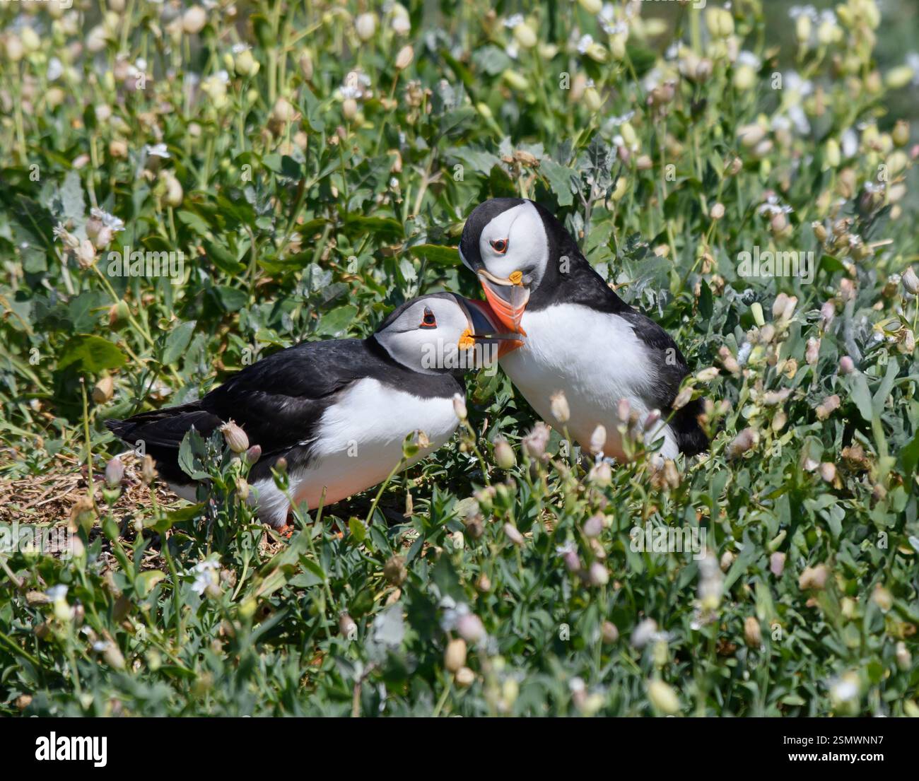 Atlantic puffin Fratercula arctica, pair bonding ritual, standing in ...