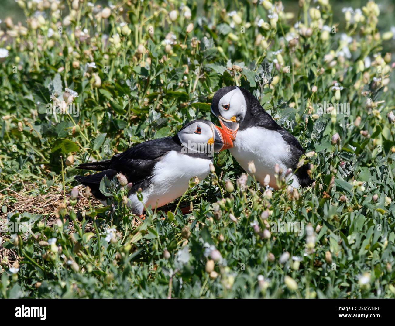 Atlantic puffin Fratercula arctica, pair bonding ritual, standing in ...