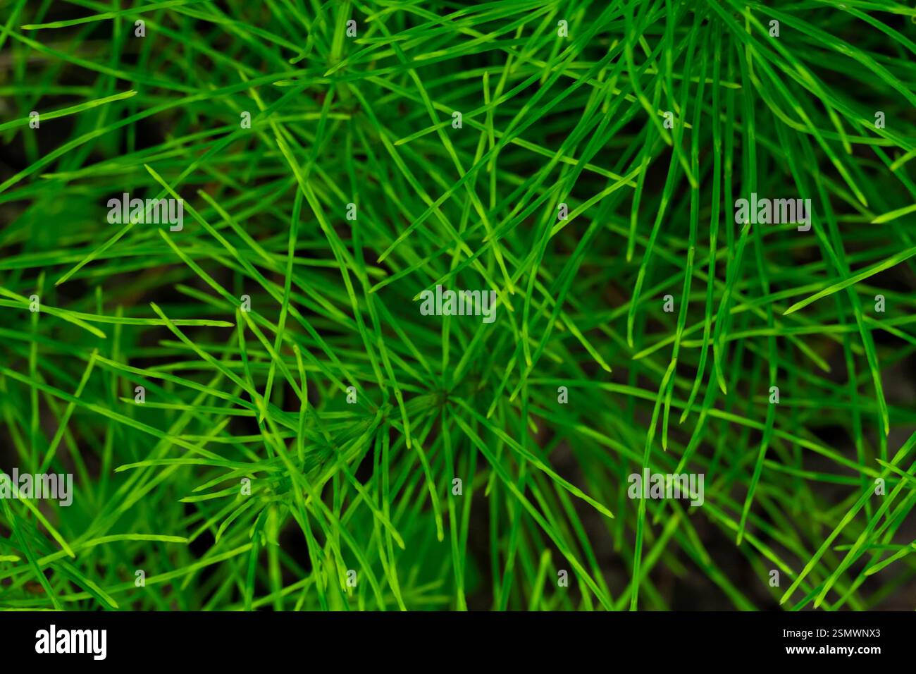 Vibrant, slender grass blades grow densely together, showcasing a ...
