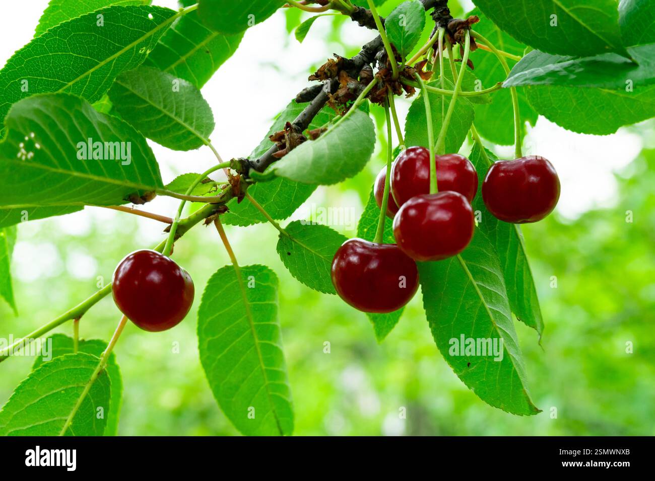 Bright red cherries dangle from a green leafy branch, showcasing their ...