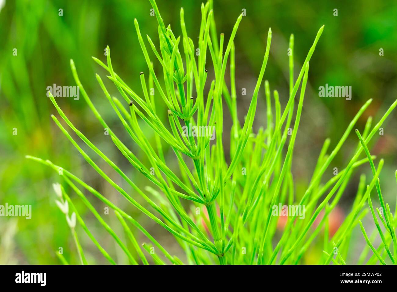Vibrant green plants thrive in a sunny garden setting. The slender ...