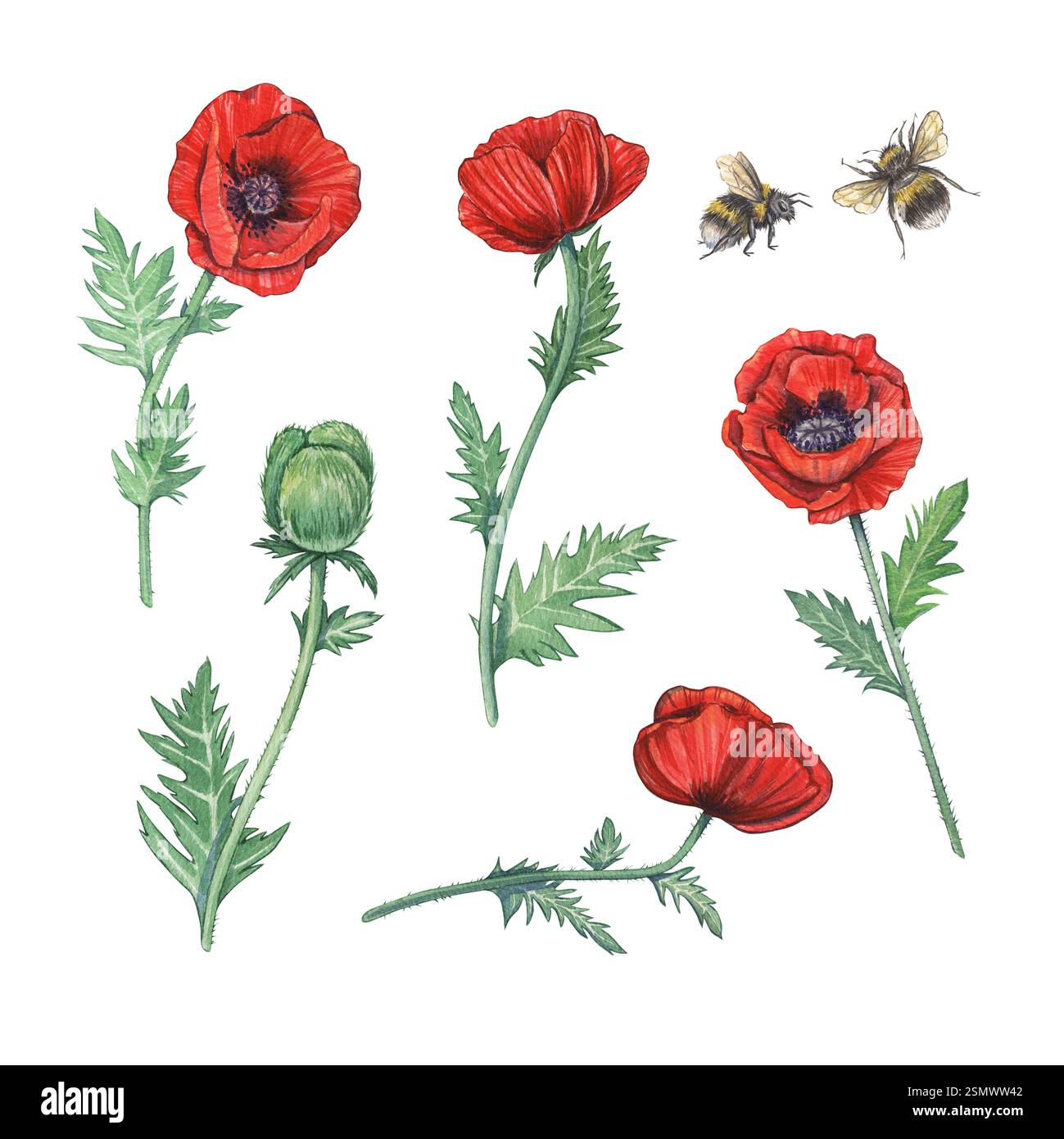 Watercolor set with red poppies and bumblebees. Illustration of red ...