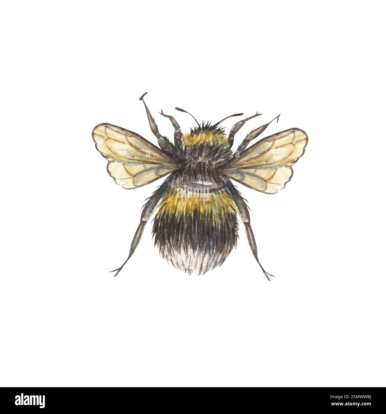 Cute shaggy watercolor bumblebee isolated on a white background ...