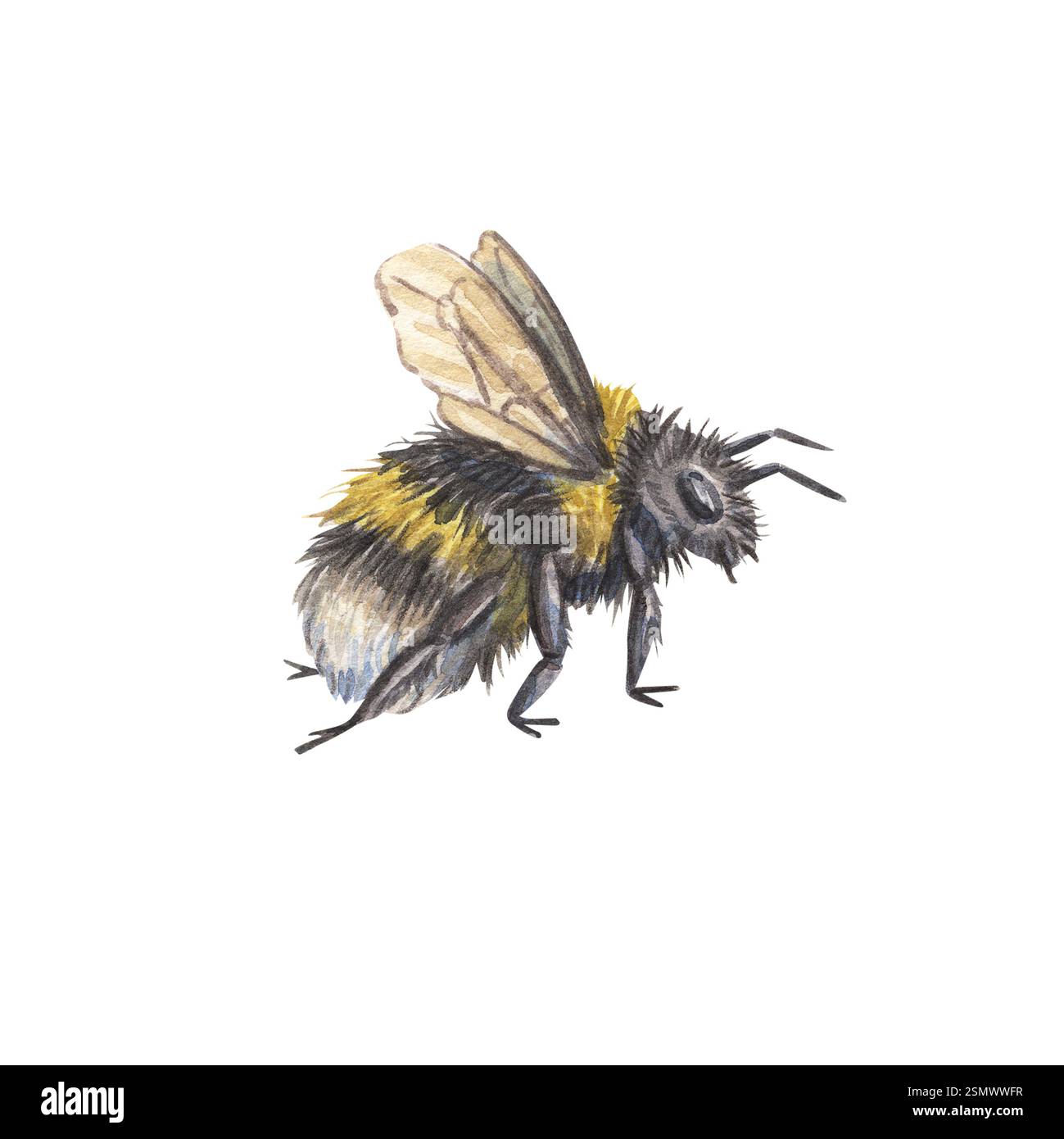Cute shaggy watercolor bumblebee isolated on a white background ...