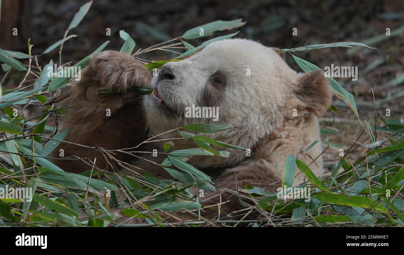 The world's only captive brown giant panda, nicknamed "Qi Zai," enjoys ...