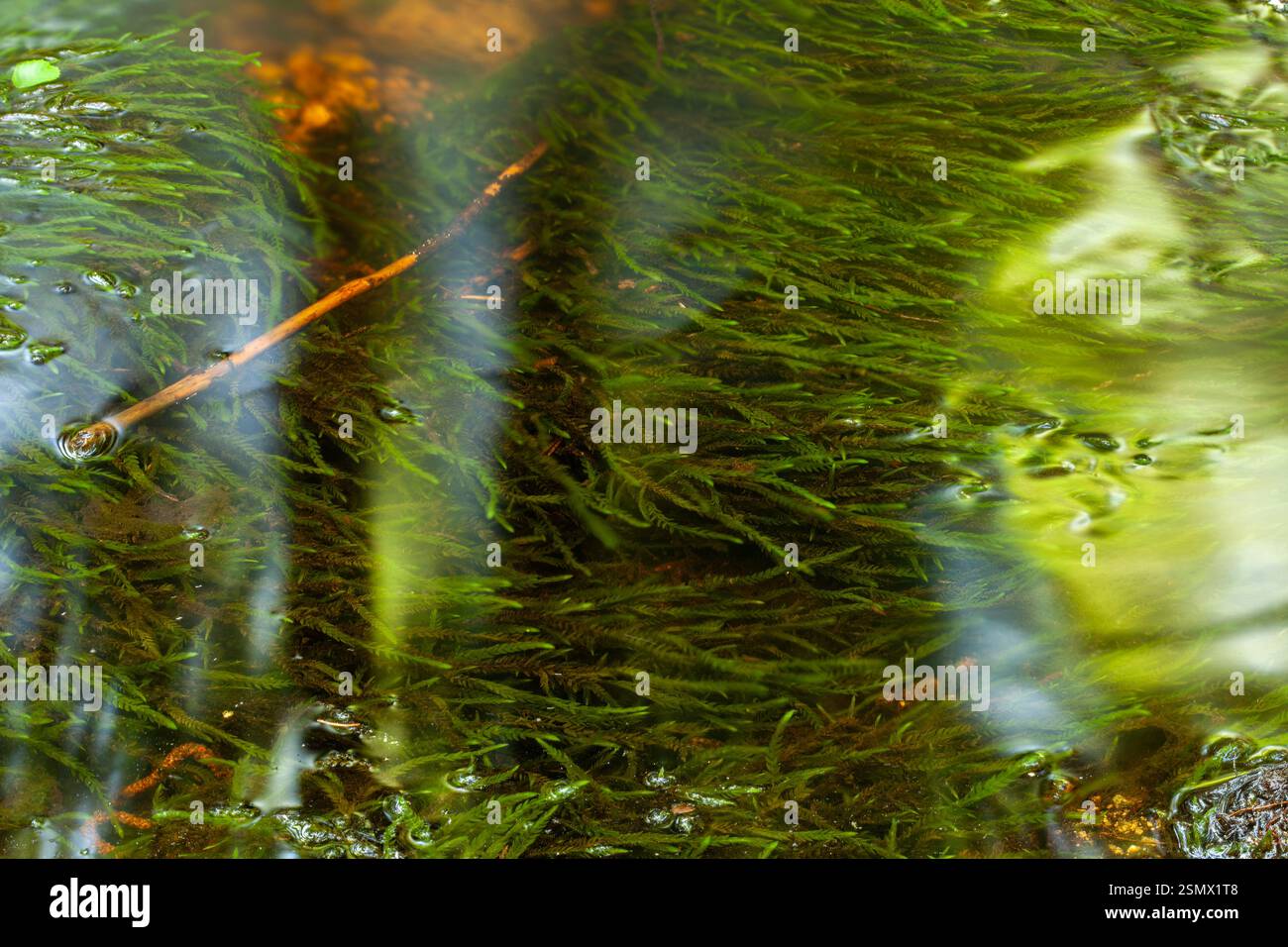 Common water moss Stock Photo - Alamy