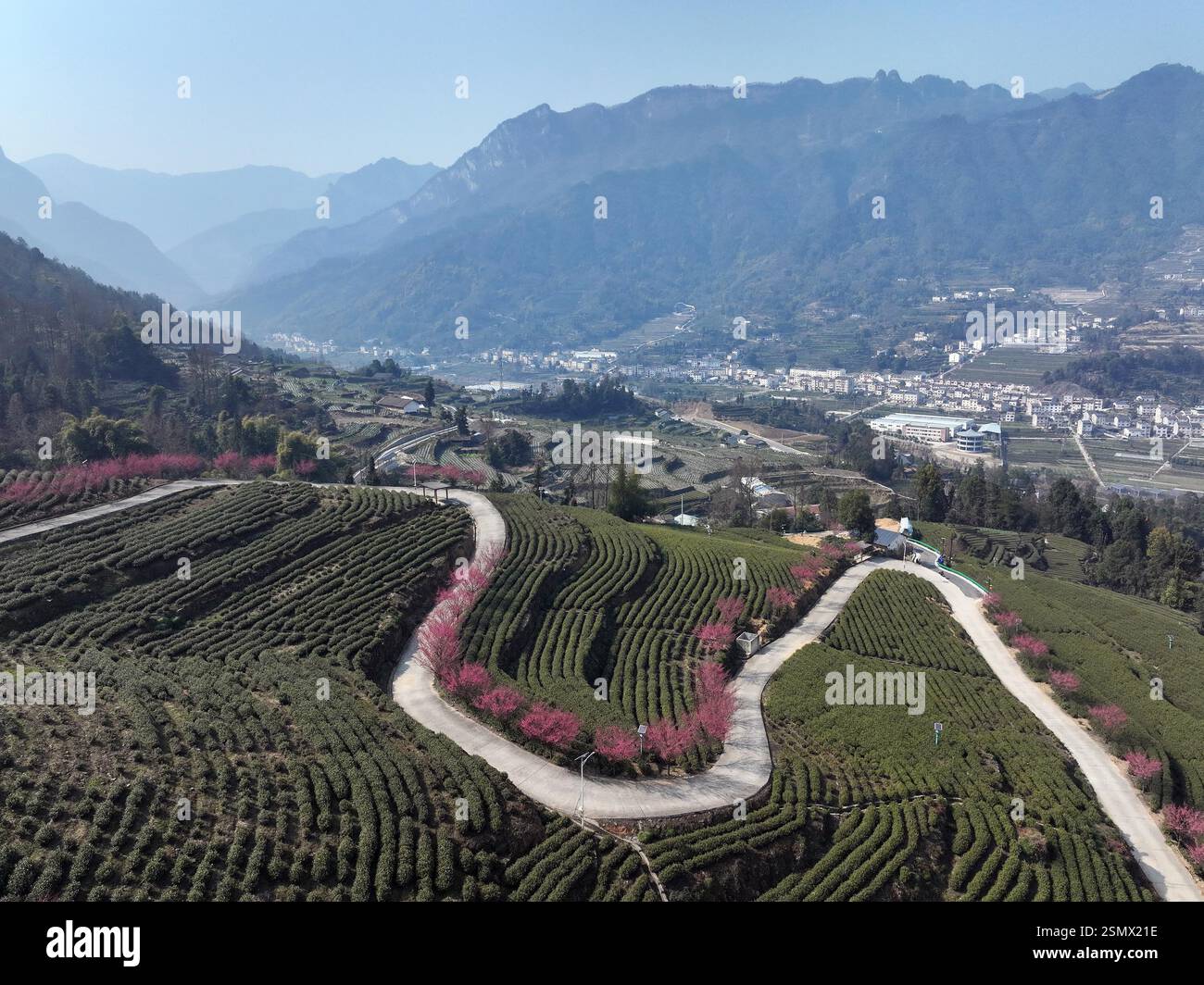 Aerial photo shows the plum blossoms at a tea garden in Yichang City ...