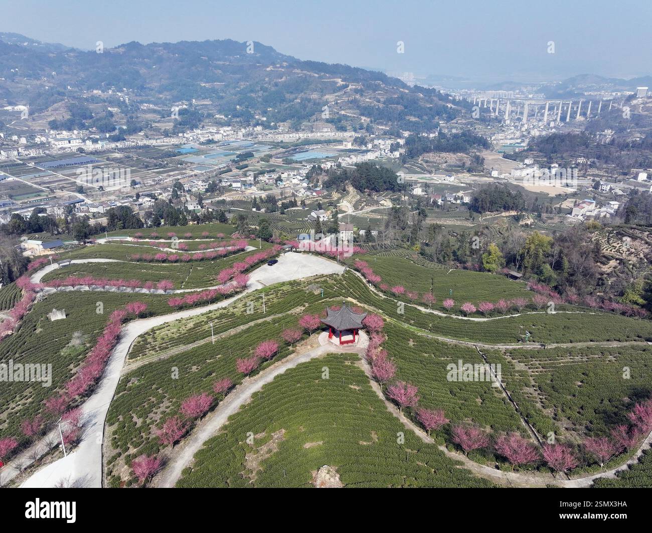 Aerial photo shows the plum blossoms at a tea garden in Yichang City ...