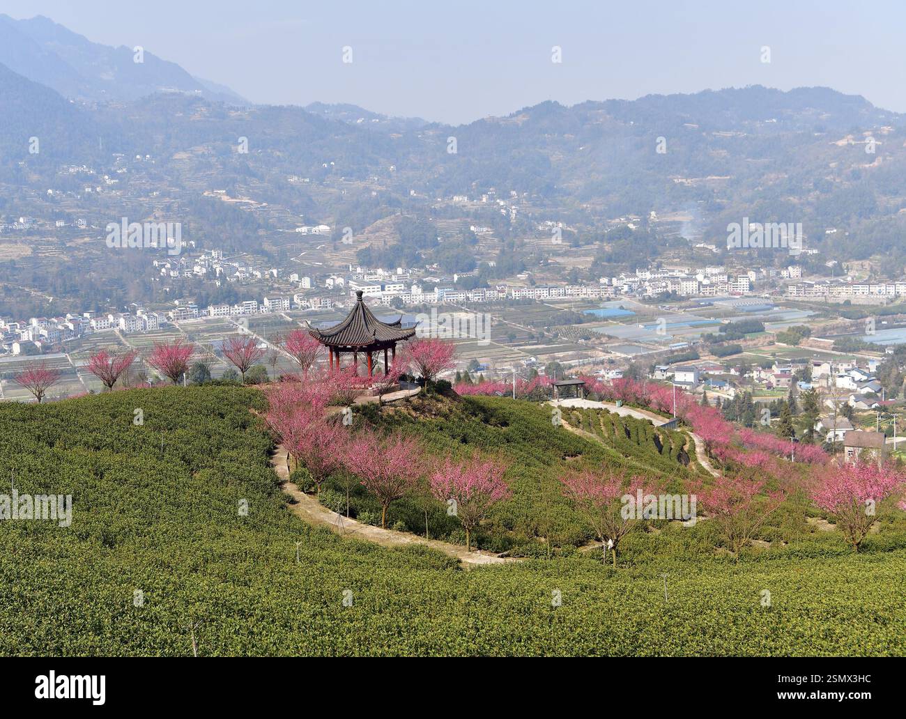Aerial photo shows the plum blossoms at a tea garden in Yichang City ...