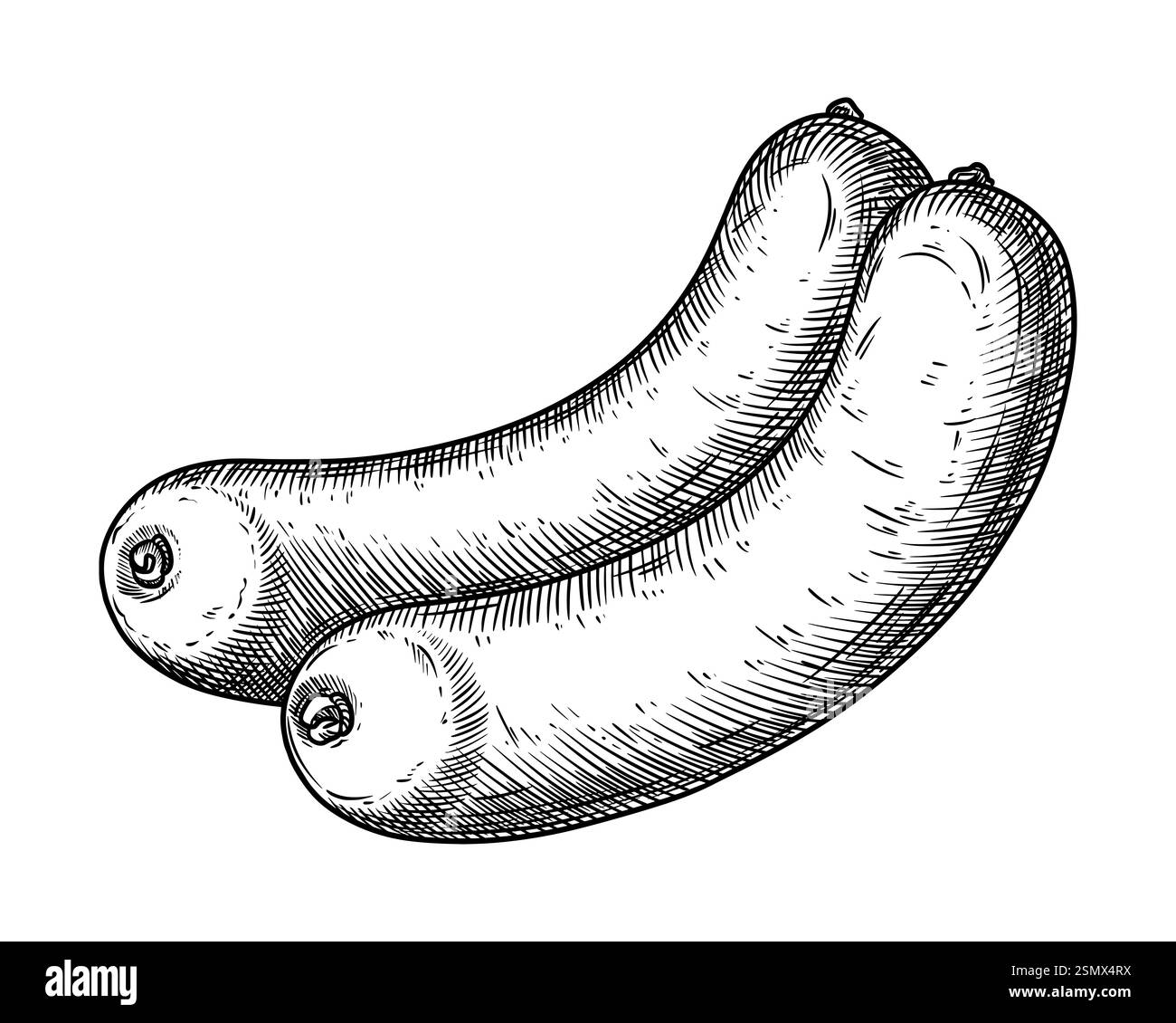 ChorizoTwo sausages food illustration in the graphic line art style ...