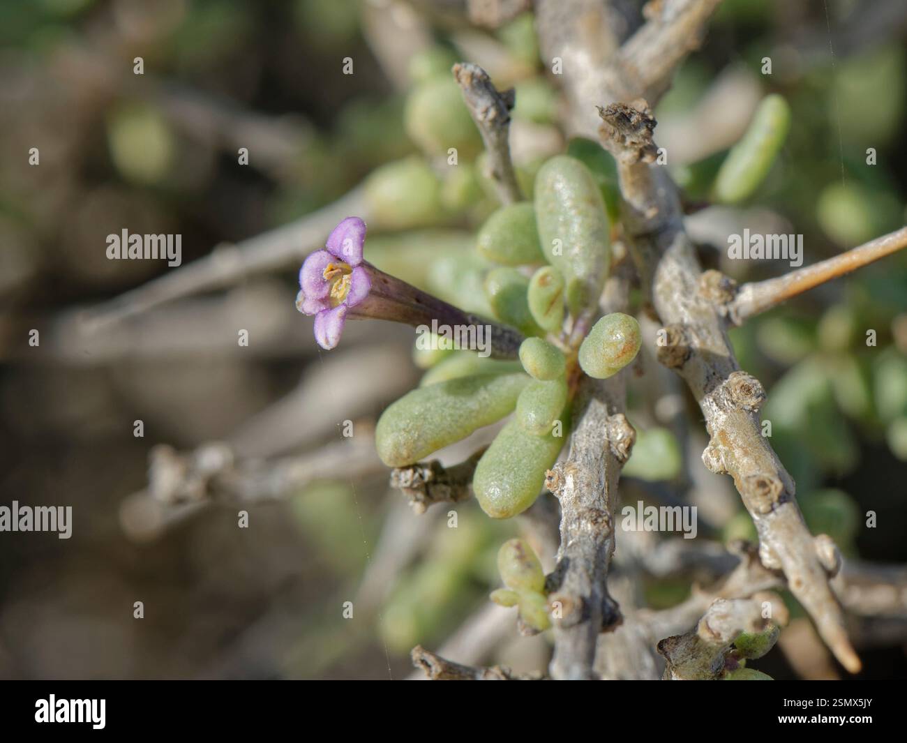 Southern boxthorn (Lycium intricatum) flower, Cabo de Gata-Nijar ...