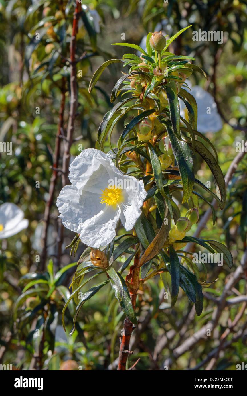 Gum cistus (Cistus ladanifer) bush flowering, Cabo de Gata-Nijar ...