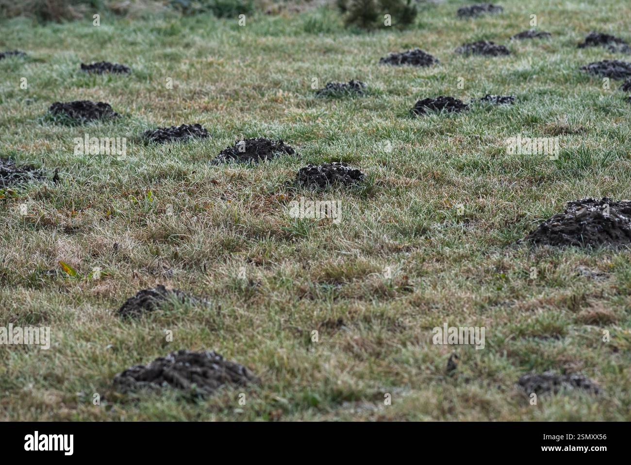 Lawn damaged by moles. Mounds of moles in the garden on the grass Stock ...