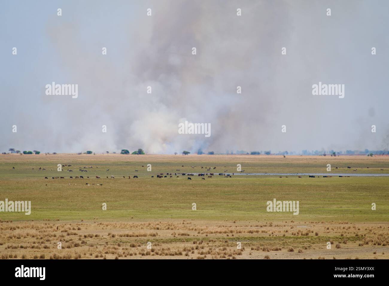Bush fire in Botsuana Stock Photo - Alamy