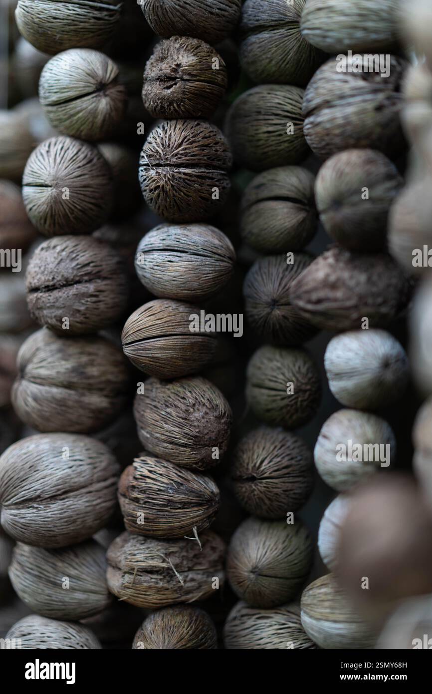 Captivating visual display of natures design hi-res stock photography ...