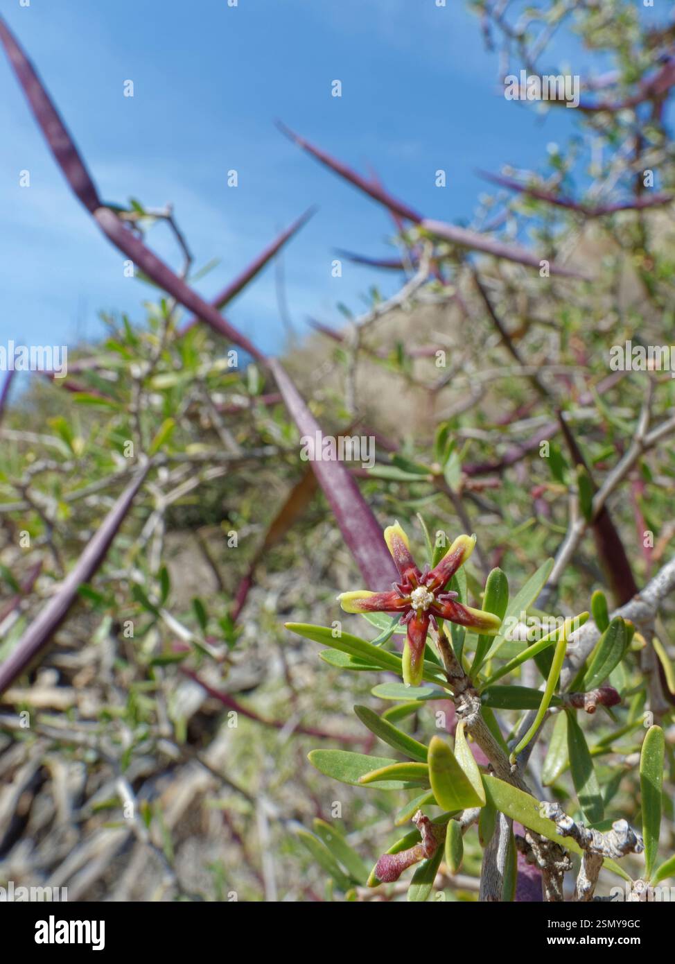 Silk vine (Periploca laevigata angustifolia) bush with open flower and ...
