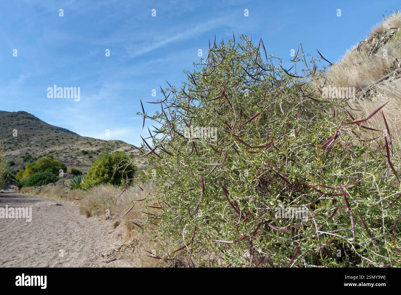 Silk vine (Periploca laevigata angustifolia) with ripening seed pods ...