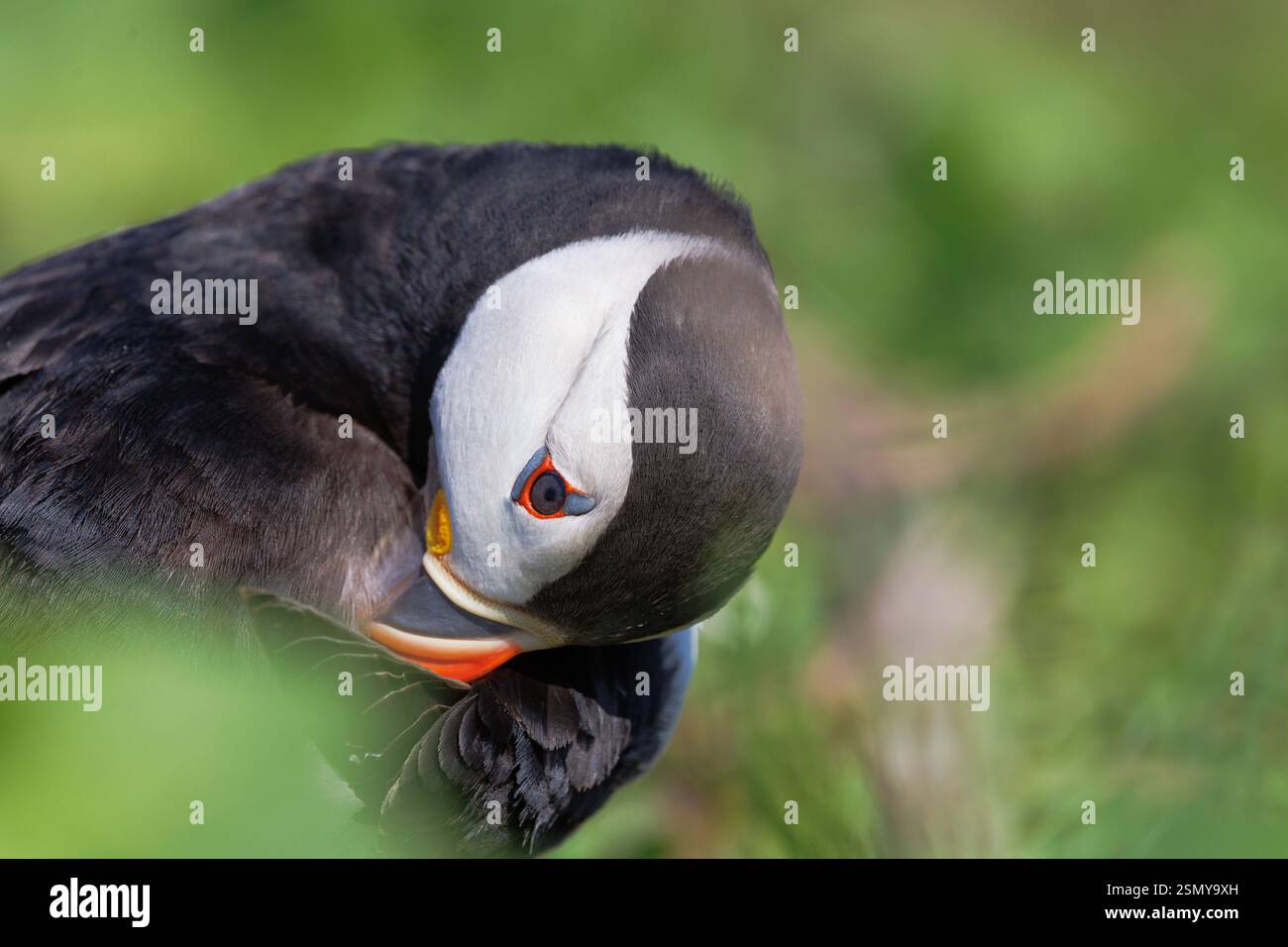 Puffin ecosystem hi-res stock photography and images - Alamy